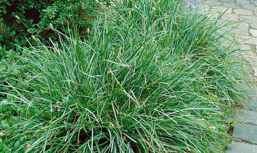 Moor-Blaugras 'Everest' - Floragard Pflanzeninfothek