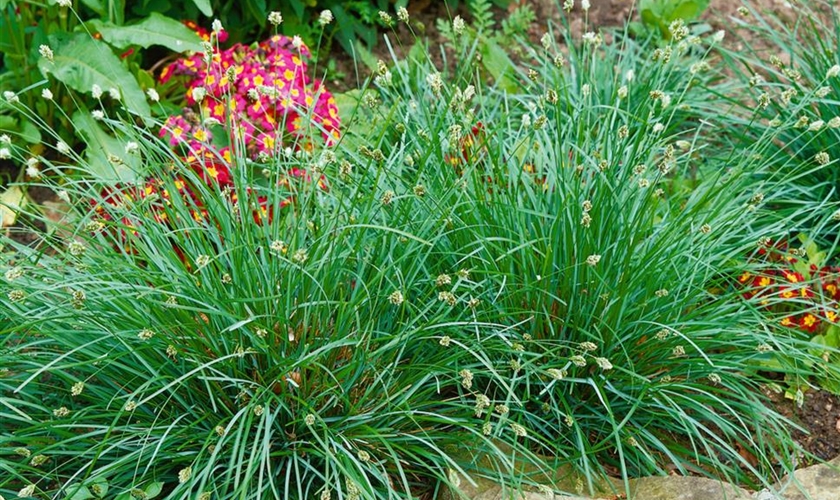 Moor-Blaugras 'Everest' - Floragard Pflanzeninfothek