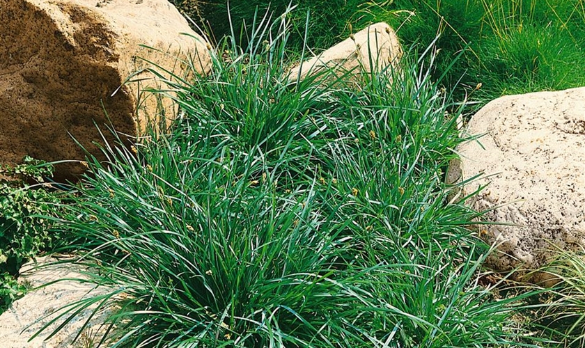 Moor-Blaugras 'Everest' - Floragard Pflanzeninfothek