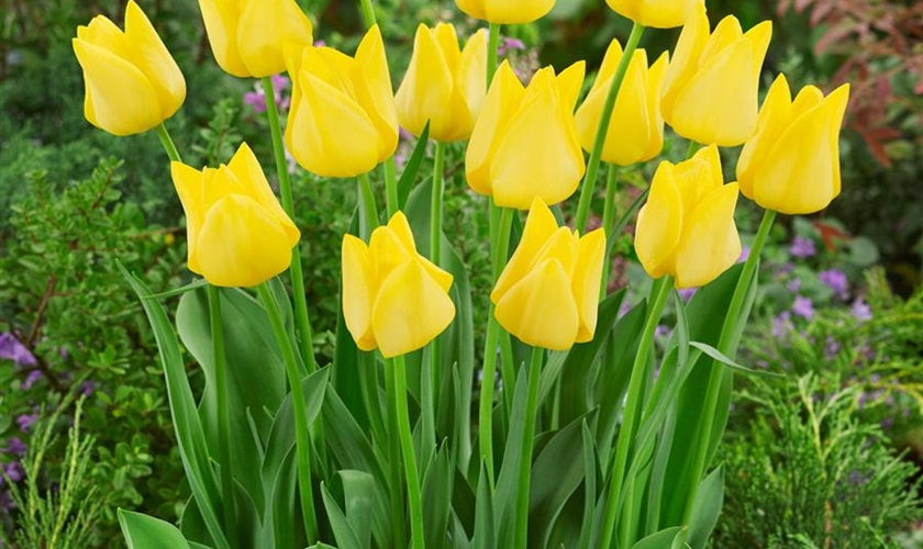 Tulipe 'Friendship' - Floragard Pflanzeninfothek