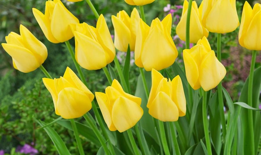 Tulipe 'Friendship' - Floragard Pflanzeninfothek