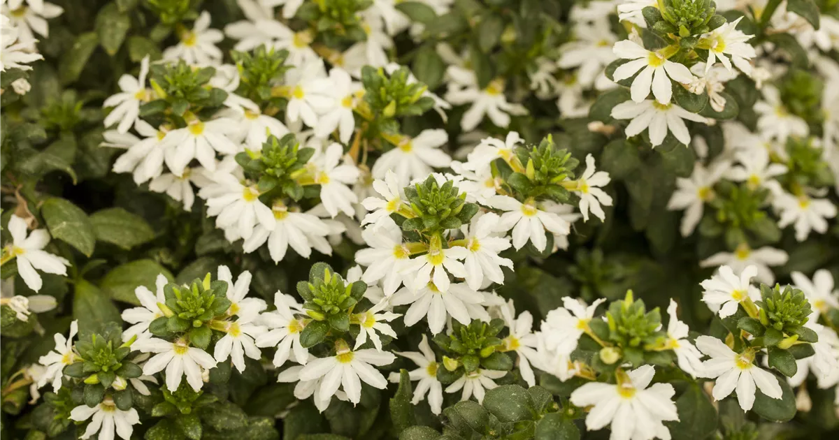 Fächerblume 'Scalora'® Pflanze, Pflege & Tipps Floragard