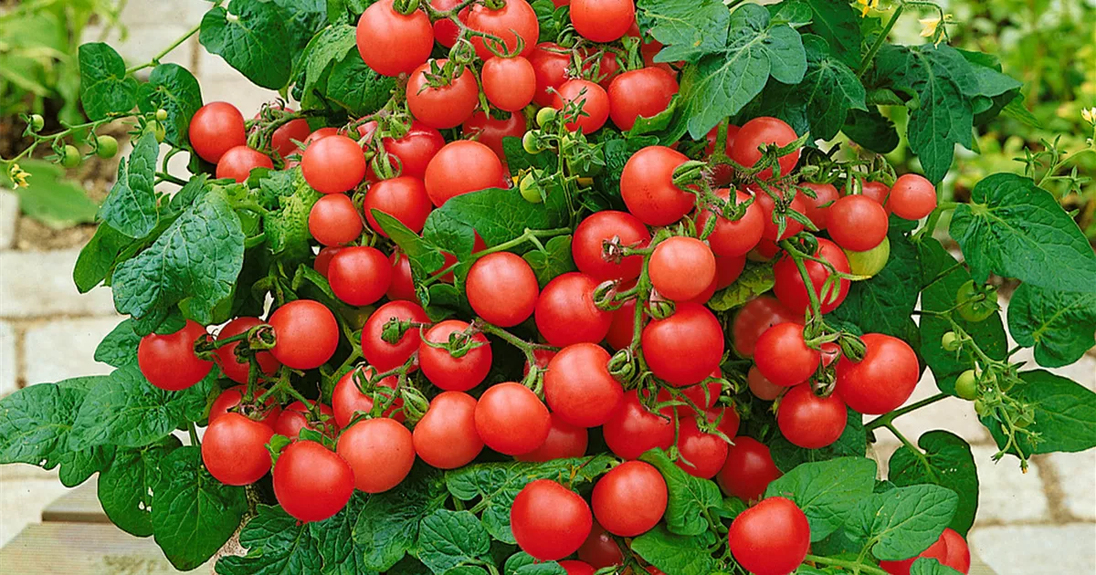 Solanum Lycopersicum Pflege