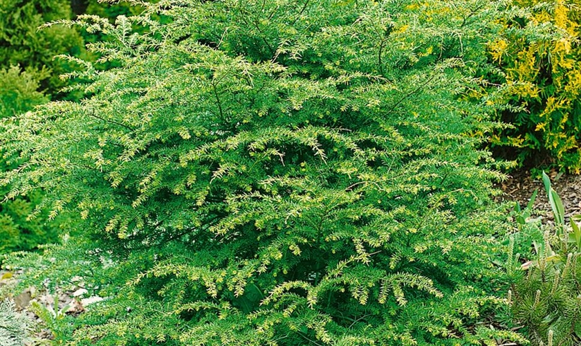 Kanadische Hemlocktanne 'Ammerland' - Floragard Pflanzeninfothek