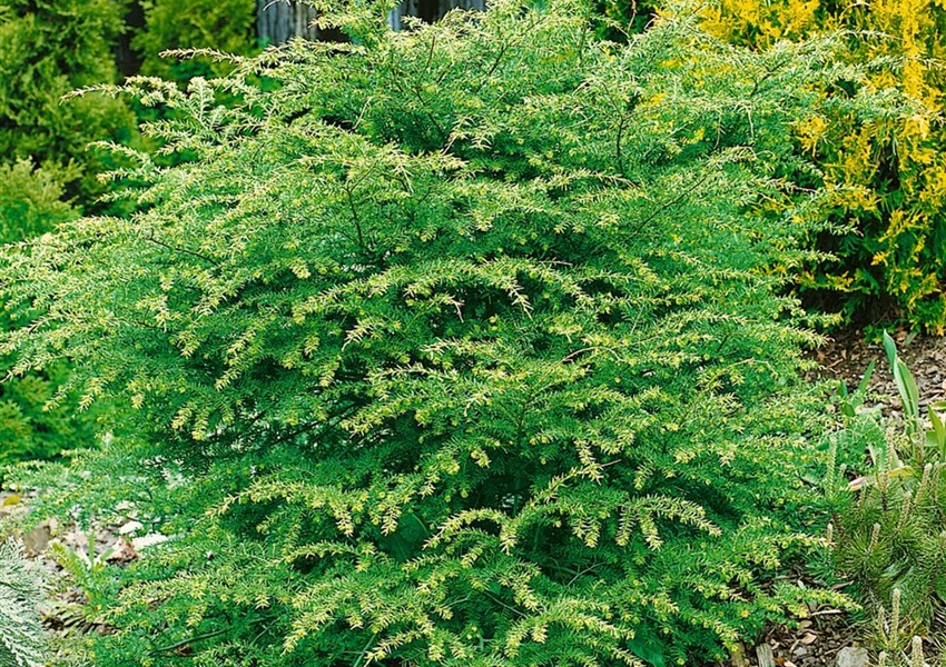 Hemlocktanne 'Eisberg' - Floragard Pflanzeninfothek