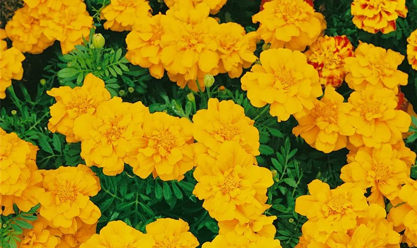 Studentenblume Durango® Pflanze, Pflege & Tipps Floragard