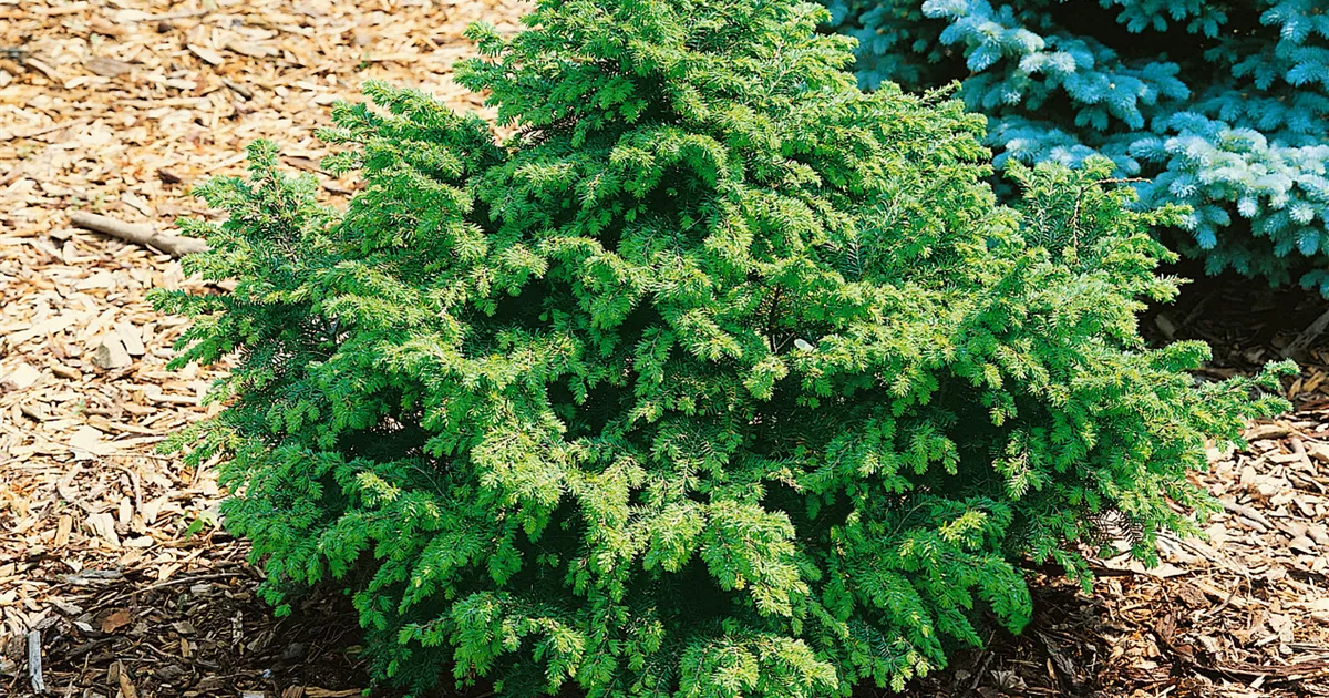 Tsuga canadensis 'Pygmaea' Pflanze, Pflege & Tipps Floragard