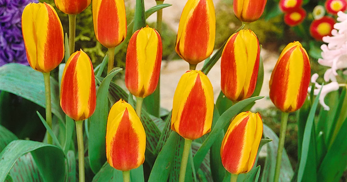 Tulpe 'First Love' Pflanze, Pflege & Tipps Floragard