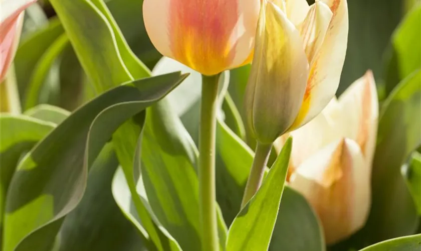 Greig-Tulpe 'Quebec' Pflanze, Pflege & Tipps Floragard