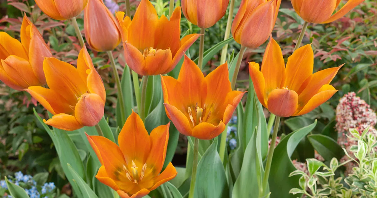 Tulpe 'Request' Pflanze, Pflege & Tipps Floragard