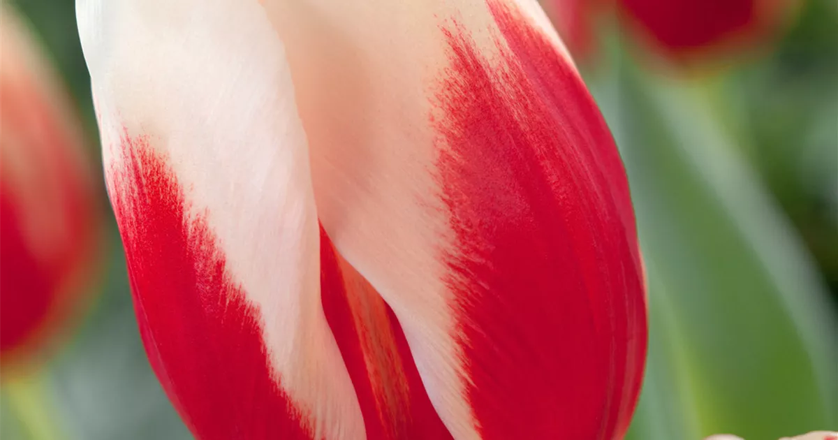 Tulpe 'Roman Empire' Pflanze, Pflege & Tipps Floragard