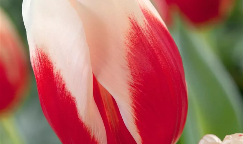 Tulpe 'Roman Empire' Pflanze, Pflege & Tipps Floragard