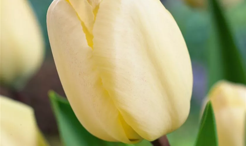 Tulpe 'Vanilla Cream' Pflanze, Pflege & Tipps Floragard