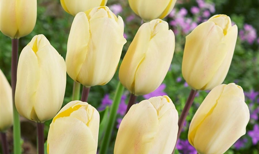 Tulpe 'Vanilla Cream' - Floragard Pflanzeninfothek