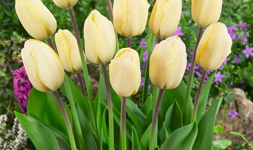 Tulpe 'Vanilla Cream' - Floragard Pflanzeninfothek