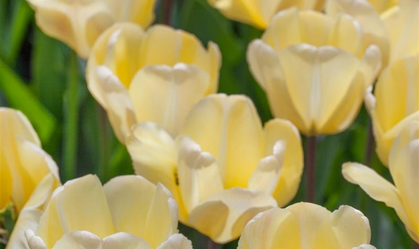 Tulpe 'Vanilla Cream' - Floragard Pflanzeninfothek
