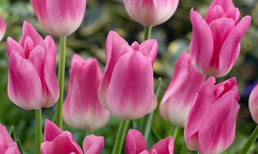 Tulpe 'Royal Ten' - Floragard Pflanzeninfothek