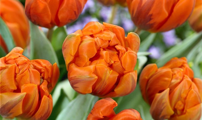 Tulpe 'Hermitage' - Floragard Pflanzeninfothek