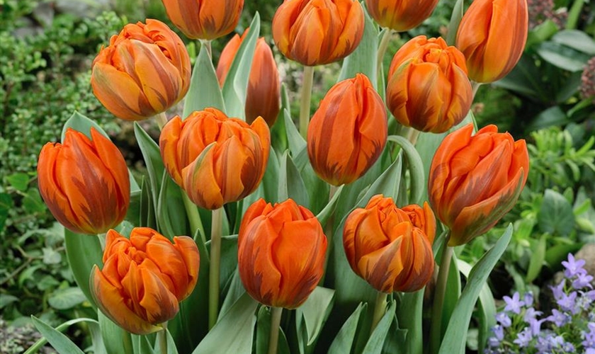 Tulpe 'Hermitage' - Floragard Pflanzeninfothek