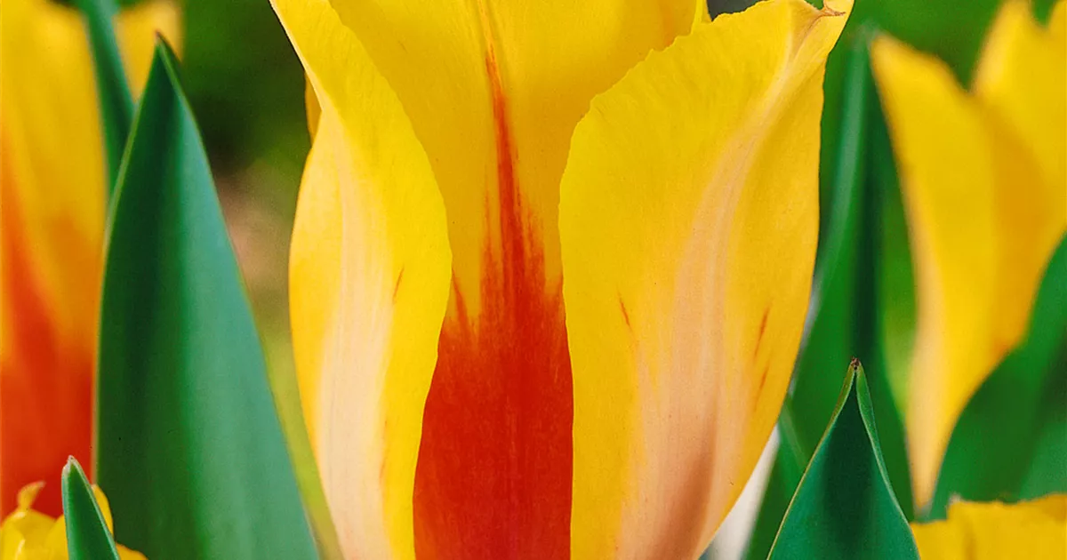 Tulpe 'Hocus Pocus' Pflanze, Pflege & Tipps Floragard