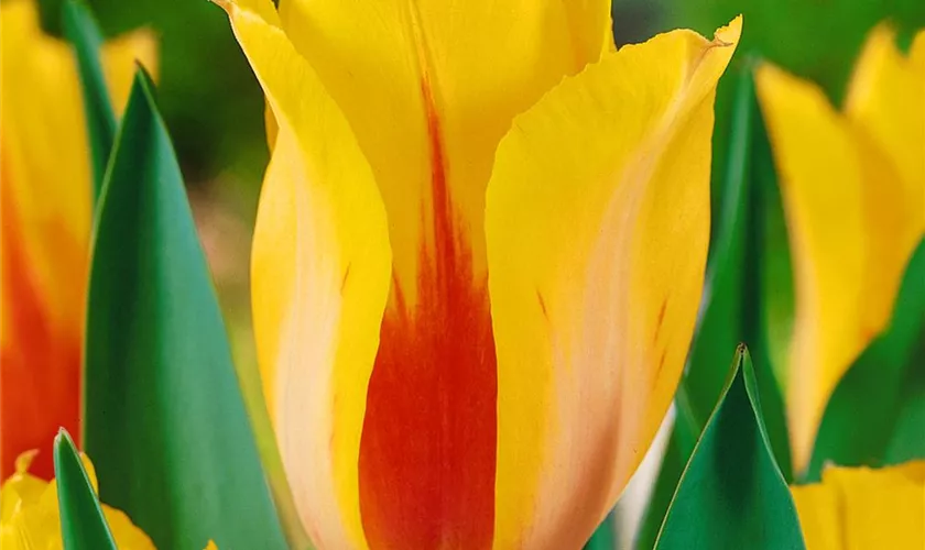 Tulpe 'Hocus Pocus' Pflanze, Pflege & Tipps Floragard