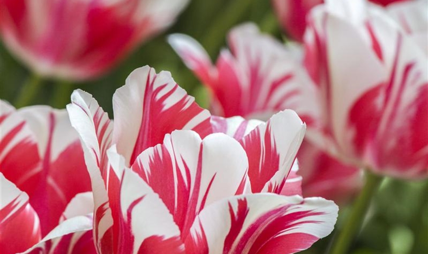 Tulpe 'Sorbet' - Floragard Pflanzeninfothek