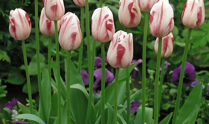 Tulpe 'Sorbet' - Floragard Pflanzeninfothek