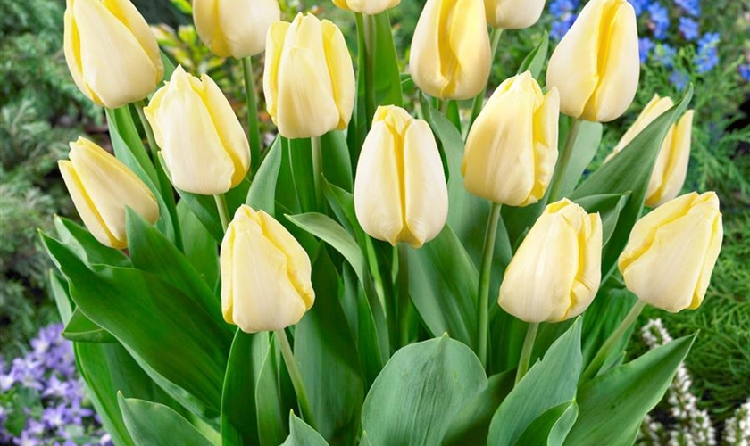 Tulpe 'Sunny Prince' - Floragard Pflanzeninfothek