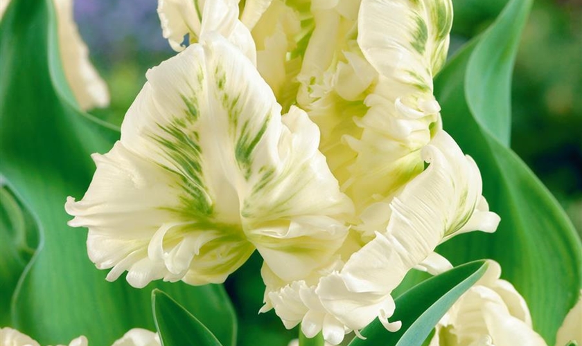Papageien-Tulpe 'Super Parrot' - Floragard Pflanzeninfothek