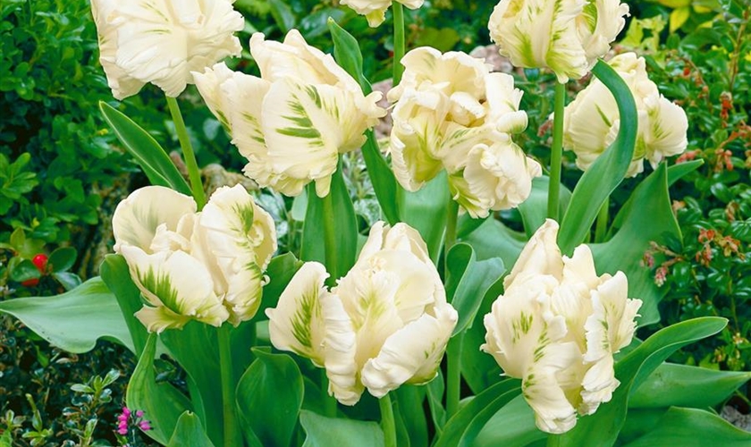 Papageien-Tulpe 'Super Parrot' - Floragard Pflanzeninfothek