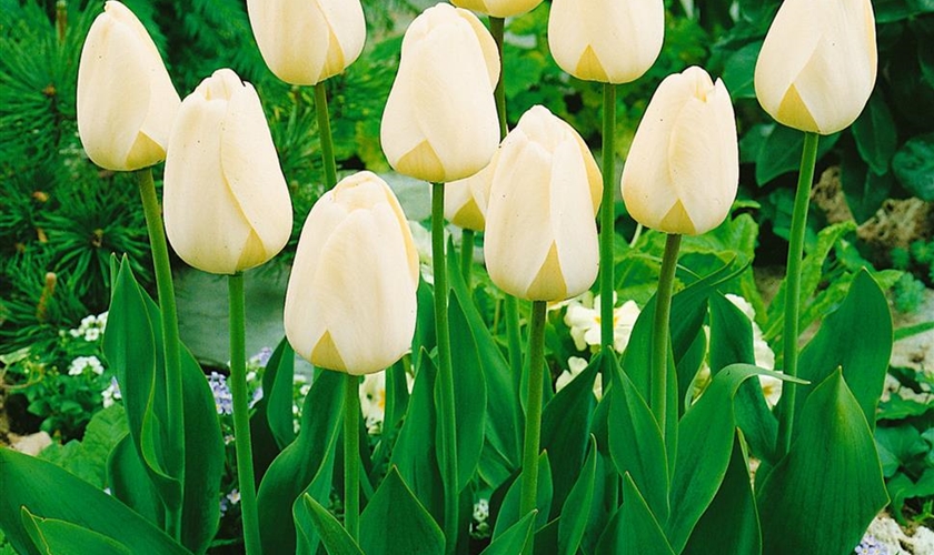 Tulipa 'Ivory Floradale' - Floragard Pflanzeninfothek