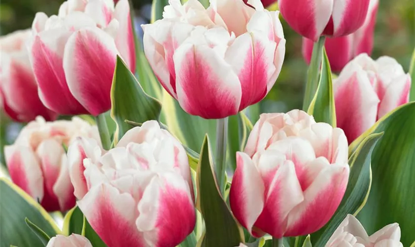 Tulpe 'Top Lips' Pflanze, Pflege & Tipps Floragard