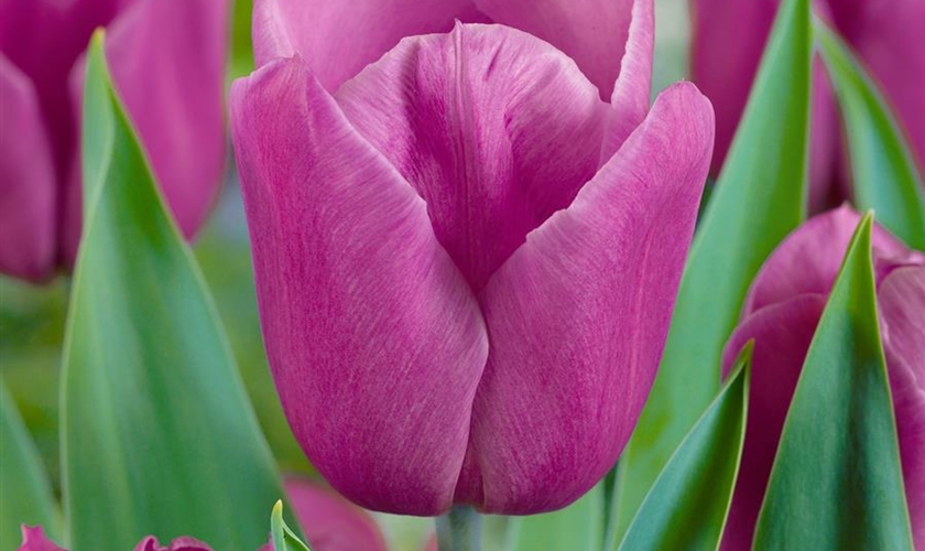 Tulpe 'Violet Beauty' - Floragard Pflanzeninfothek