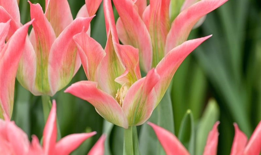 Tulpe 'Virichic' - Floragard Pflanzeninfothek