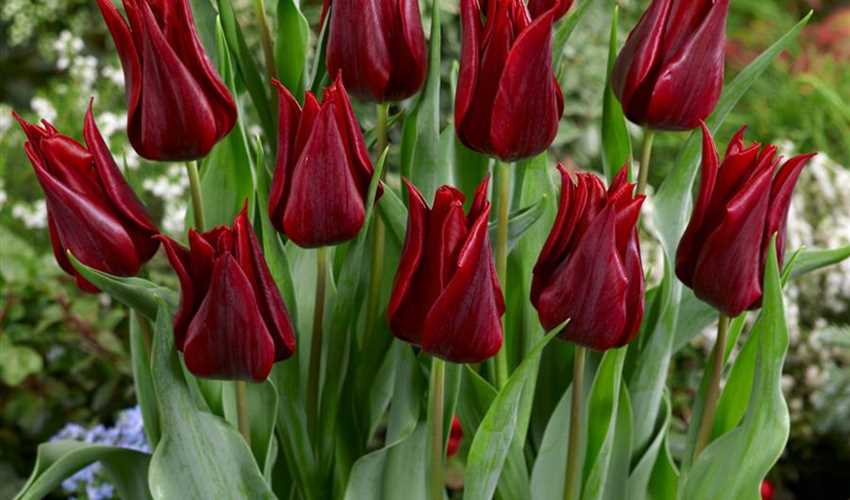 Tulipa 'Lasting Love' - Floragard Pflanzeninfothek