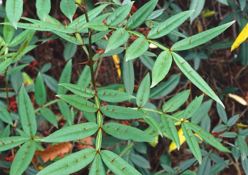 Szechuan-Pfeffer - Floragard Pflanzeninfothek