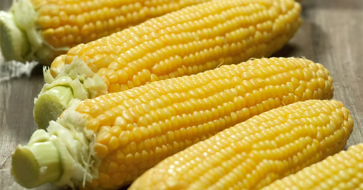 Mais Pflanze, Pflege & Tipps Floragard