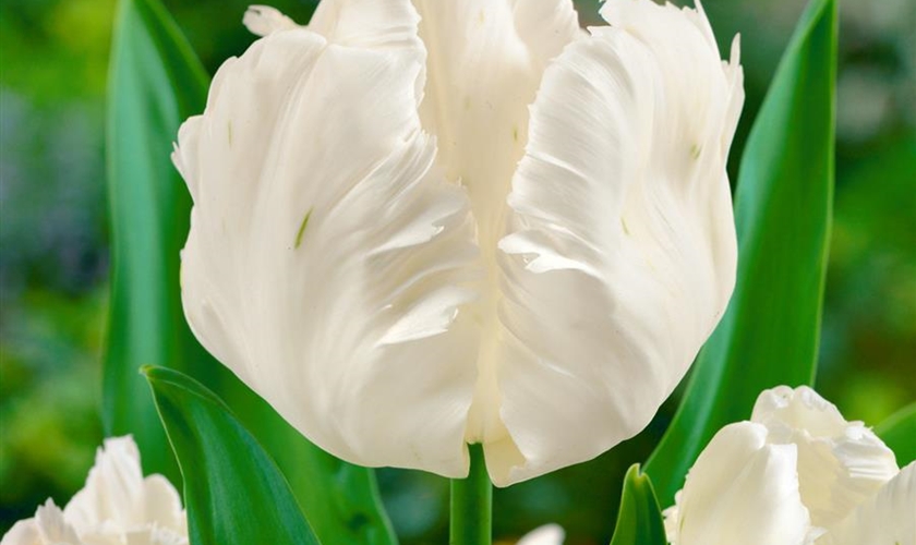 Papageien-Tulpe 'White Parrot' - Floragard Pflanzeninfothek