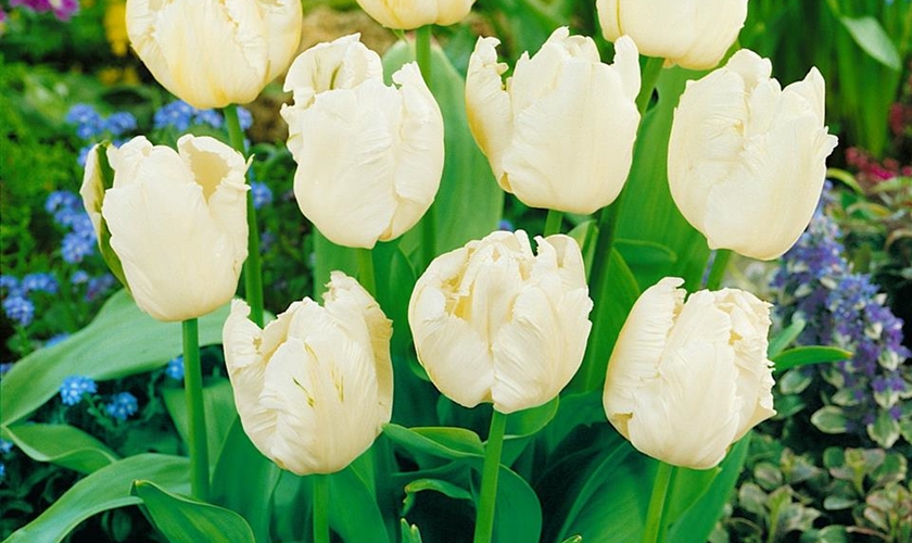 Papageien-Tulpe 'White Parrot' - Floragard Pflanzeninfothek