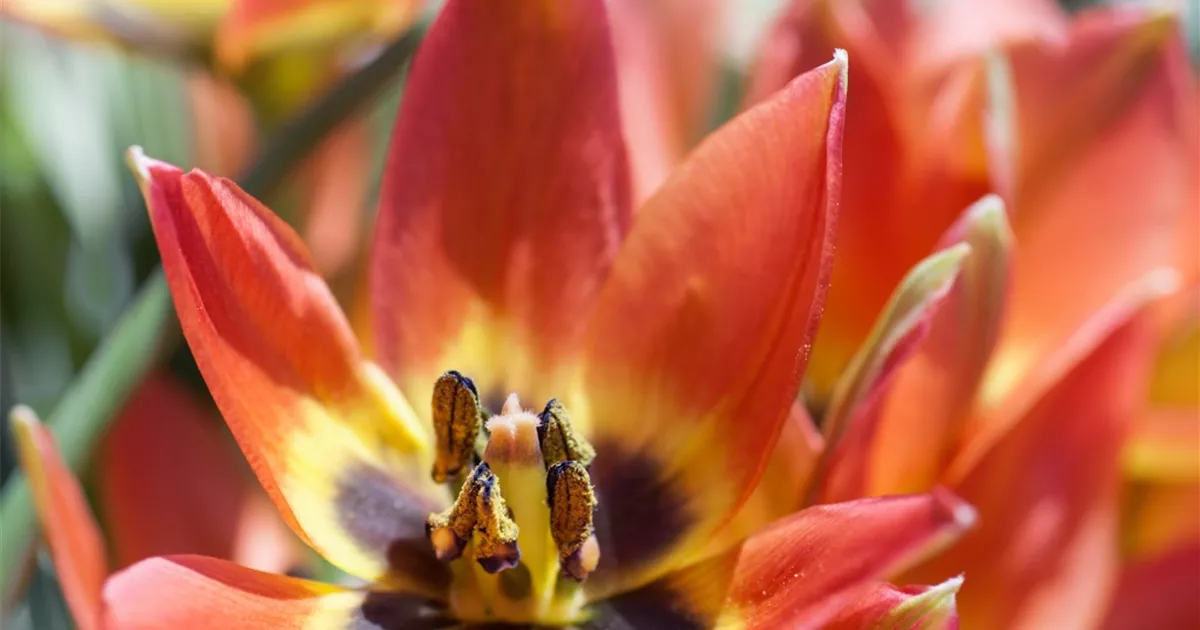 Tulipa 'Little Princess' Pflanze, Pflege & Tipps Floragard