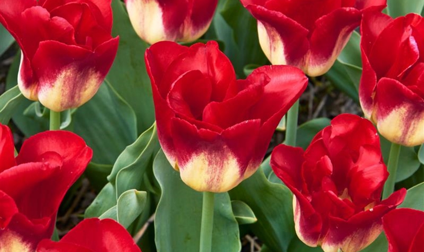 Tulipa 'Match' - Floragard Pflanzeninfothek
