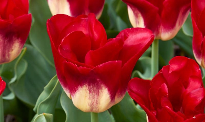 Tulipa 'Match' - Floragard Pflanzeninfothek