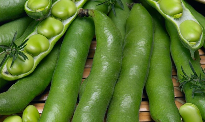 Puffbohne 'Hangdown Grünkernig' - Floragard Pflanzeninfothek