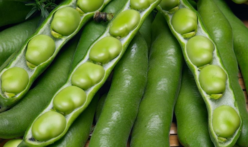 Puffbohne 'Hangdown Grünkernig' - Floragard Pflanzeninfothek