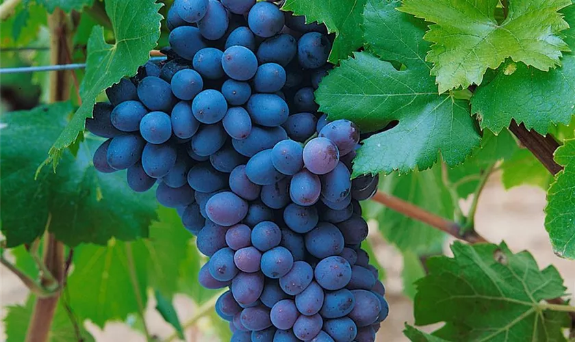 Tafeltraube 'Leon Millot' Pflanze, Pflege & Tipps Floragard