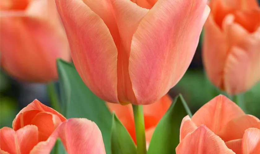 Tulipa 'Menton Exotic' Pflanze, Pflege & Tipps Floragard