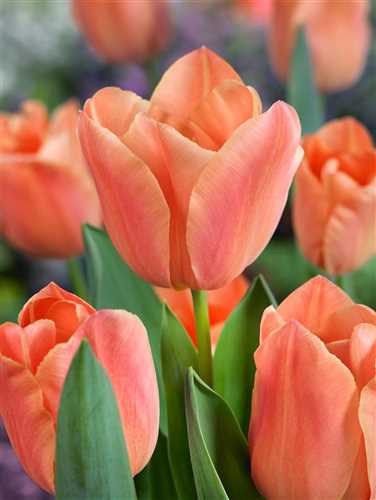 Tulipa 'Menton Exotic' - Floragard Pflanzeninfothek