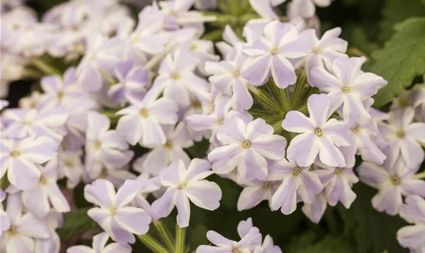 Verbene 'Voodoo Lavender Star' Pflanze, Pflege & Tipps Floragard
