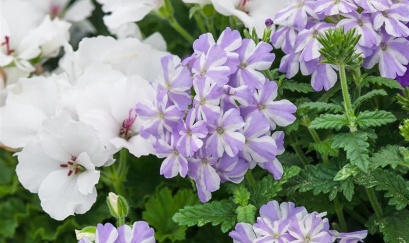 Verbene 'Voodoo Lavender Star' - Floragard Pflanzeninfothek