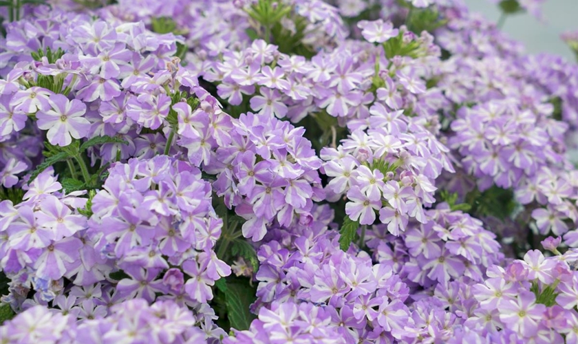 Verbene 'Voodoo Lavender Star' - Floragard Pflanzeninfothek